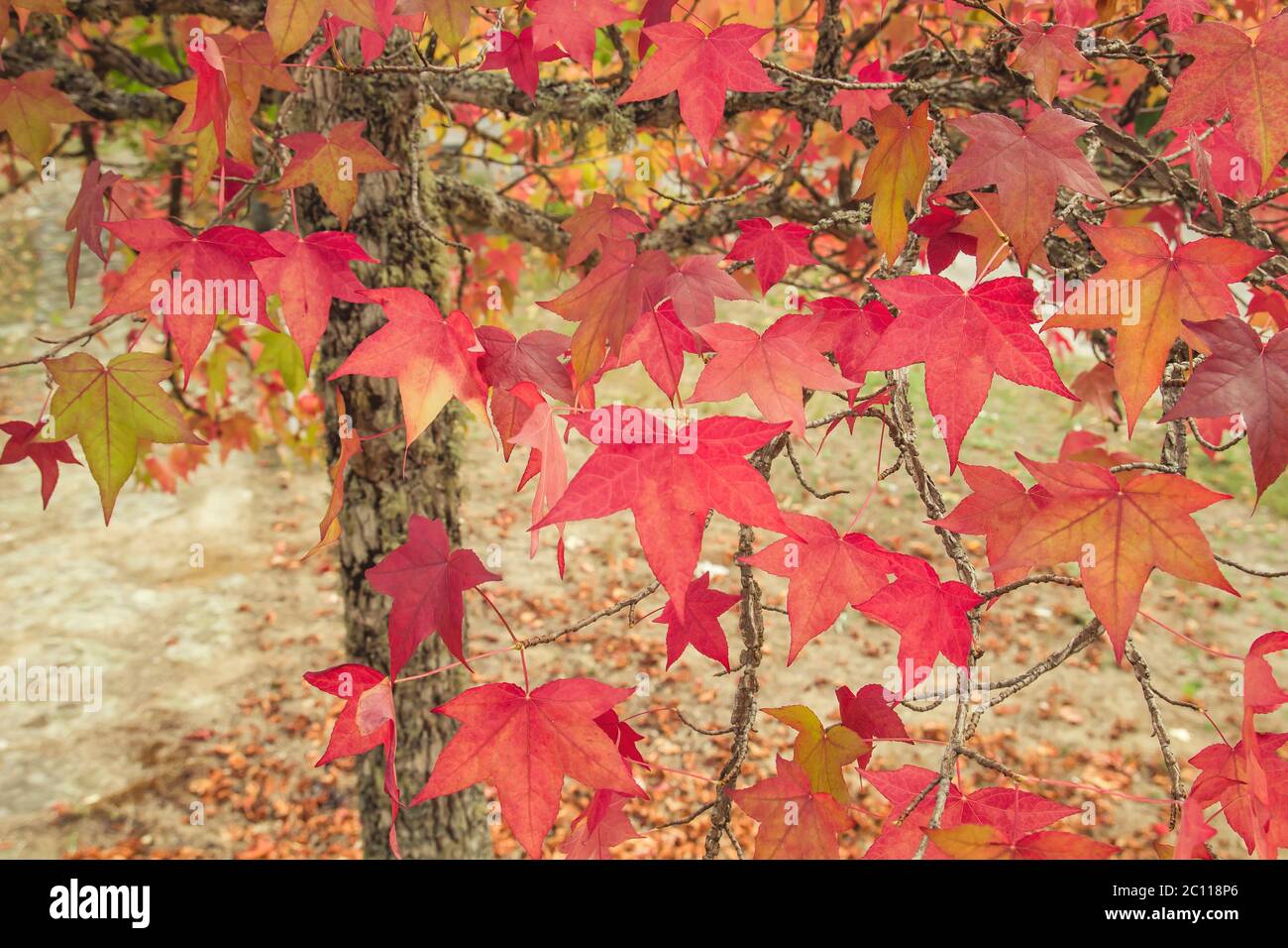 American sweetgum liquidambar styraciflua in autumn hi-res stock ...