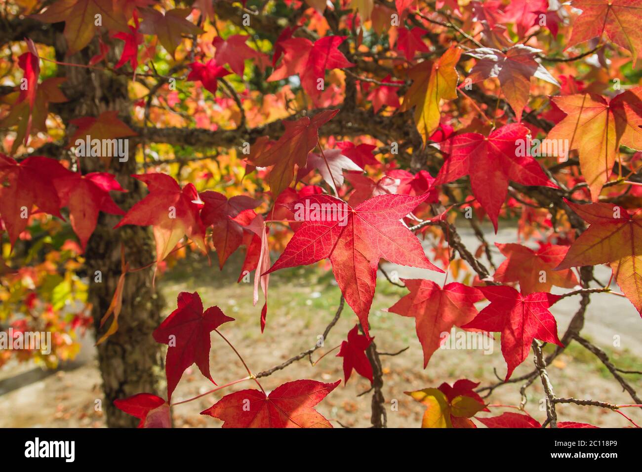 Liquidámbar liquidambar styraciflua hi-res stock photography and images - Alamy