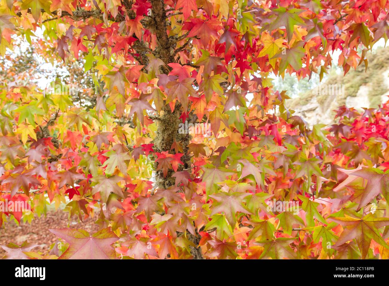 Liquidámbar liquidambar styraciflua hi-res stock photography and images - Alamy