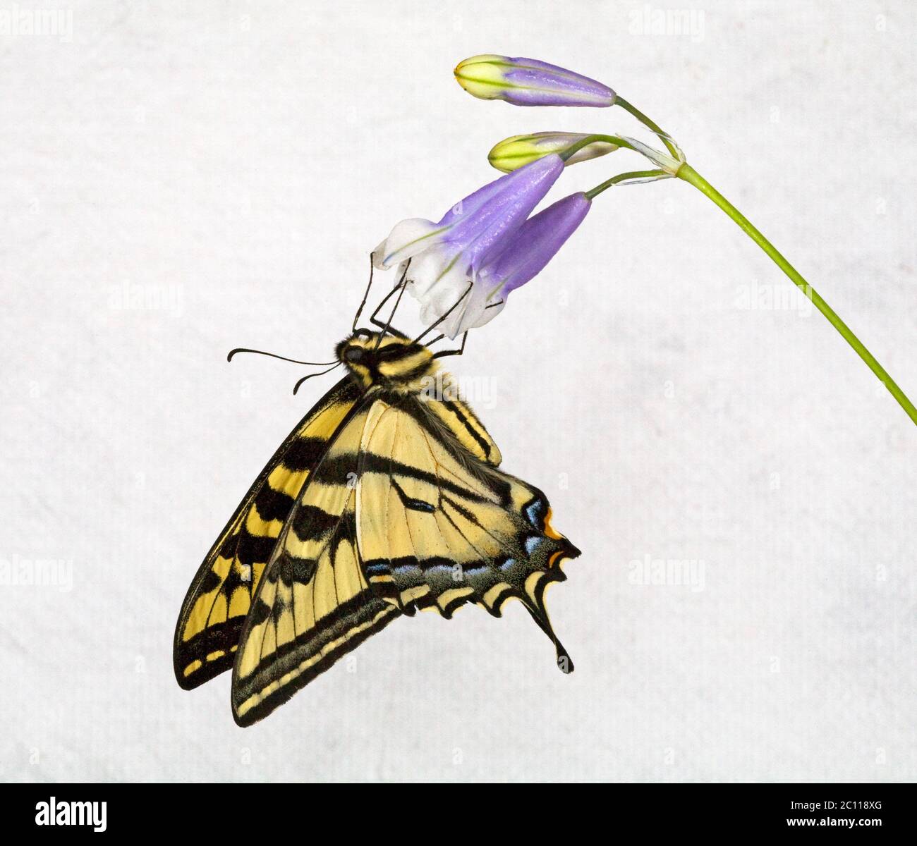 Tigertail butterfly hi-res stock photography and images - Alamy