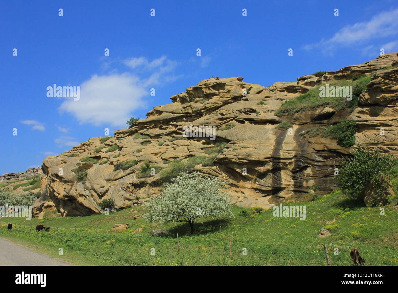 Georgia. Cows grazing at the rocks. Spring Stock Photo - Alamy