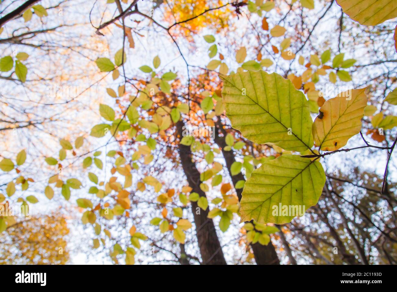 Colored deciduous tree hi-res stock photography and images - Alamy