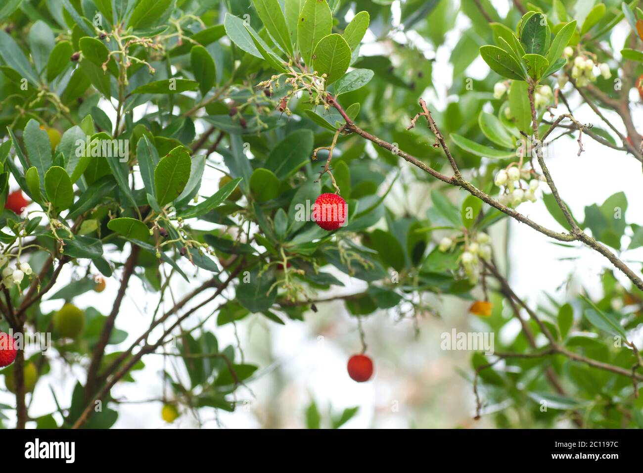 Arbutus unedo strawberry tree hi-res stock photography and images - Alamy