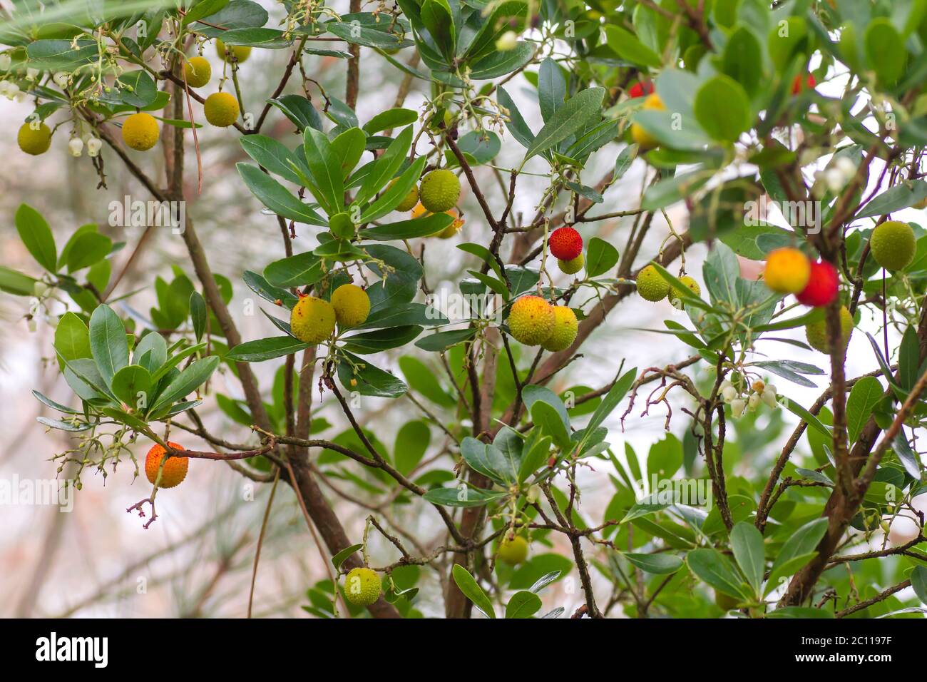 Arbutus unedo strawberry tree hi-res stock photography and images - Alamy