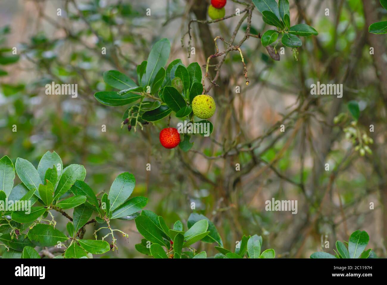 Arbutus unedo strawberry tree hi-res stock photography and images - Alamy