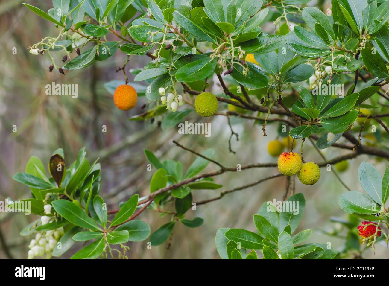 Arbutus unedo strawberry tree hi-res stock photography and images - Alamy