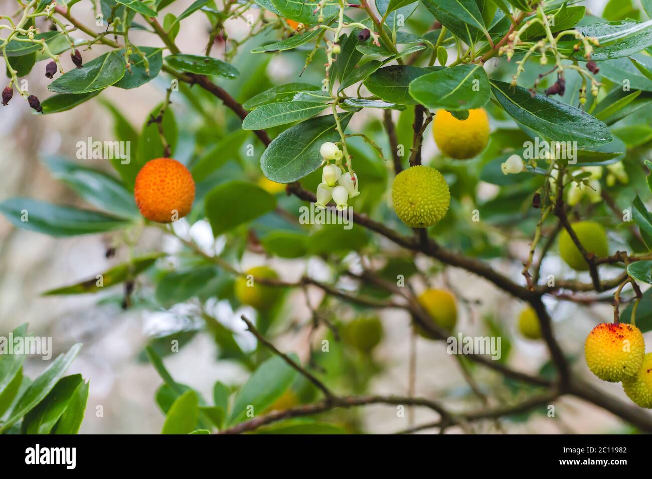 Arbutus unedo or strawberry tree with ripening berries Stock Photo - Alamy