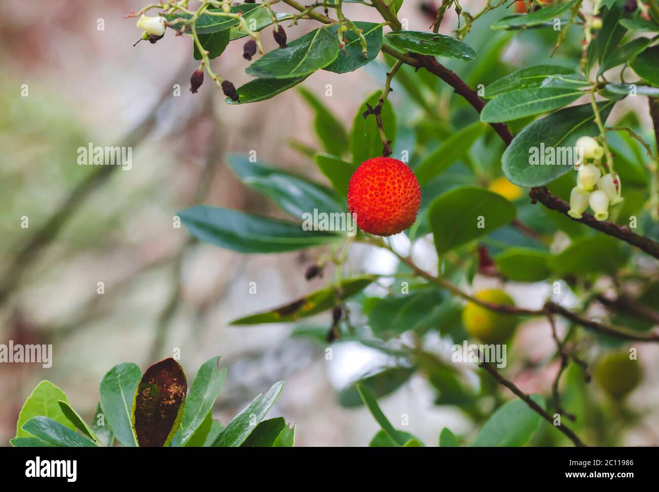 Arbutus unedo or strawberry tree with ripening berries Stock Photo - Alamy