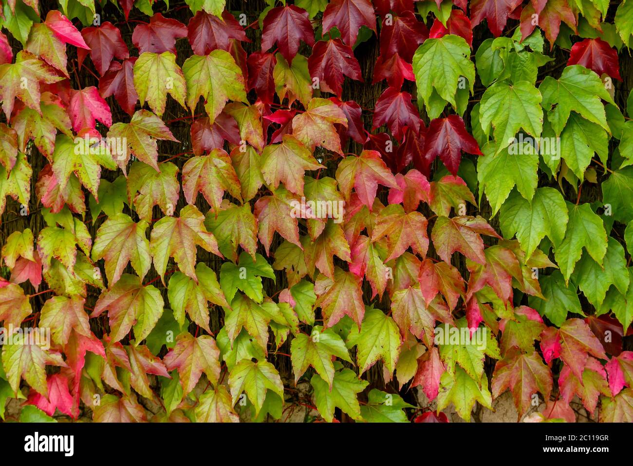 Ornamental grape vine hi-res stock photography and images - Alamy