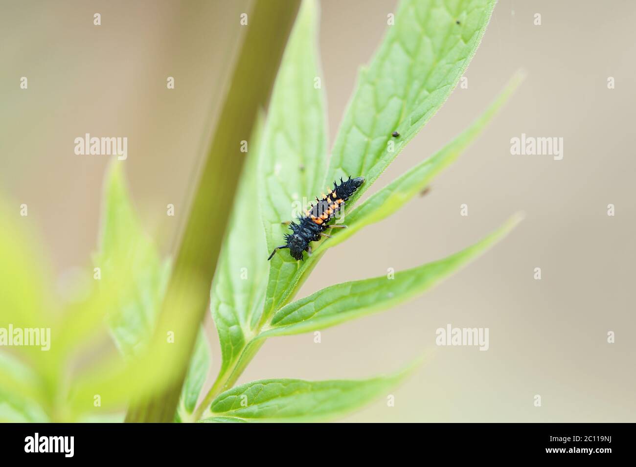 Ladybug Larva Aphids High Resolution Stock Photography and Images - Alamy