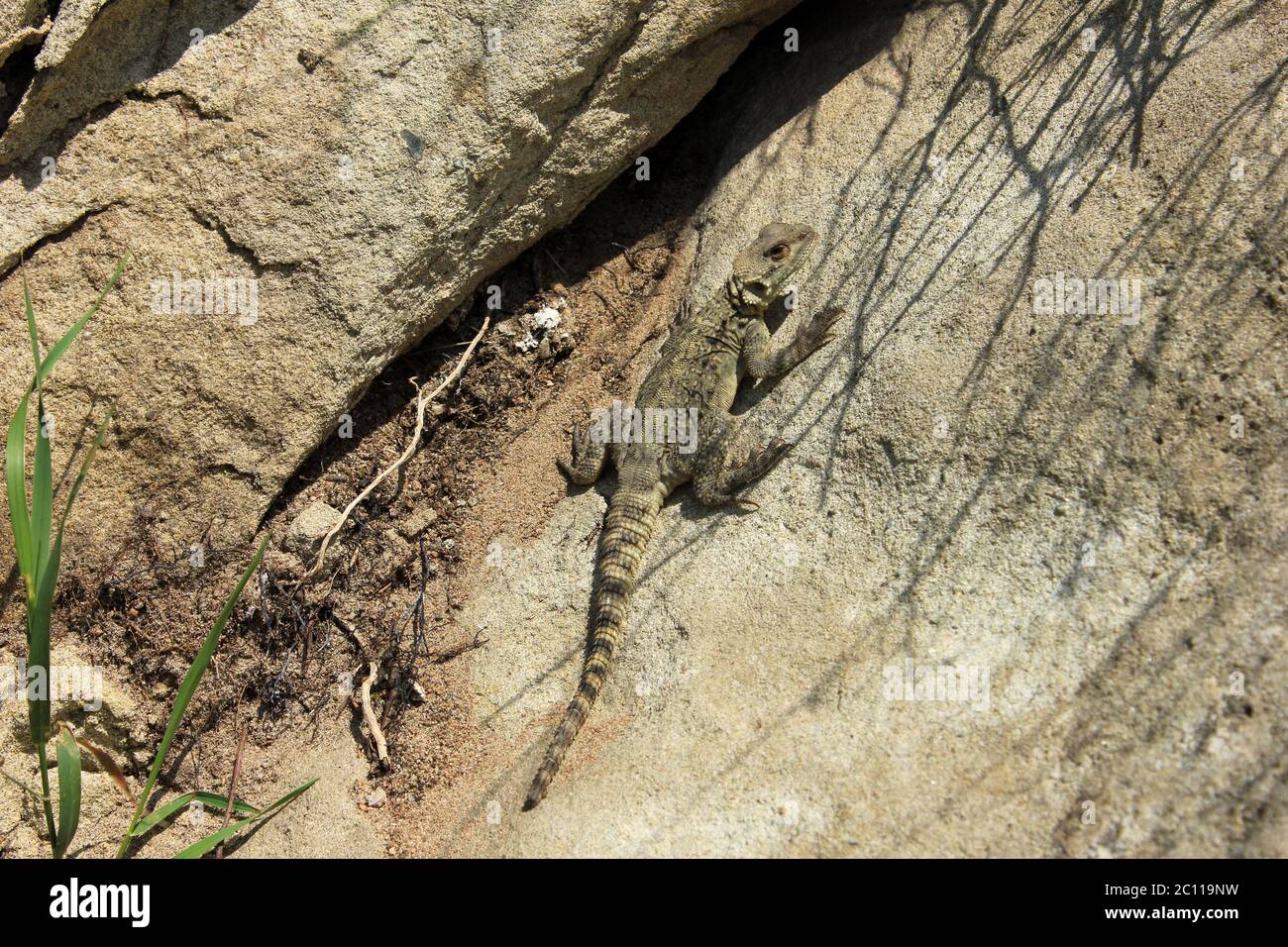 Georgia lizard hi-res stock photography and images - Alamy