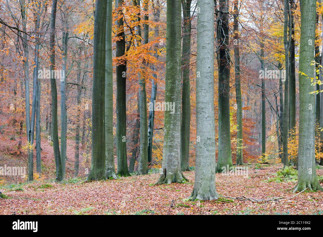 Beech trees forest landscape with autumnal colored deciduous foliage ...