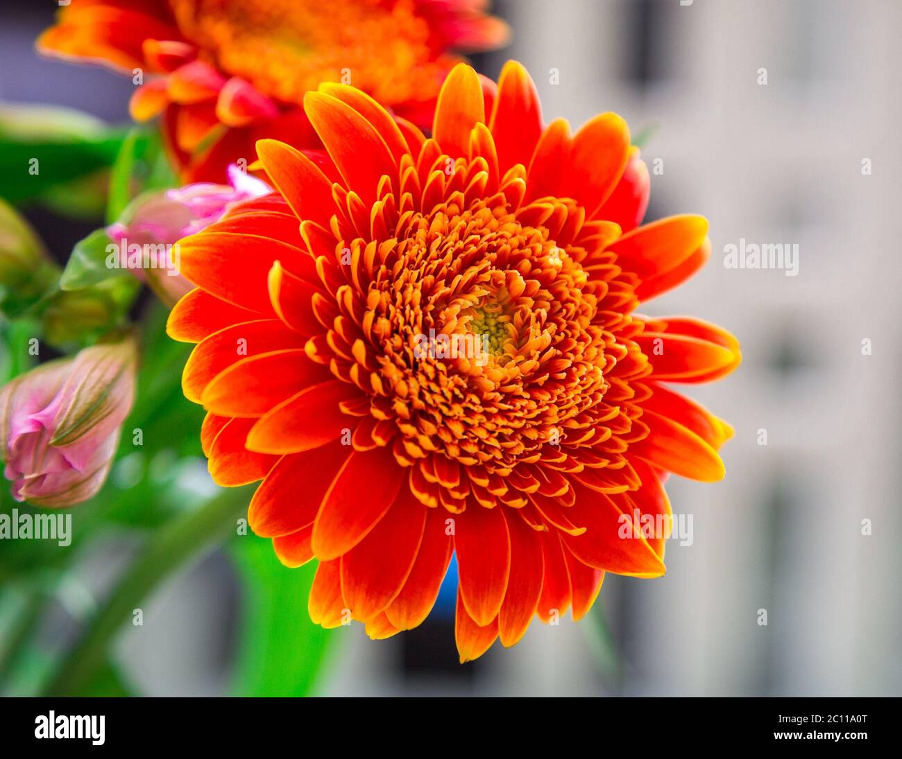 Orange gerbera flowers hi-res stock photography and images - Alamy