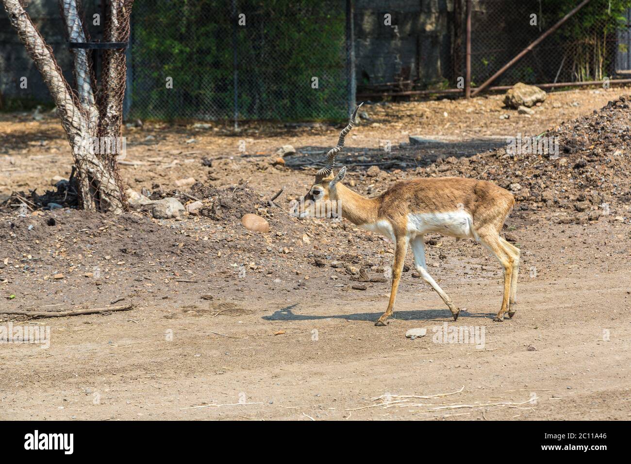 Animals in Safari World Zoo in Bangkok in a summer day Stock Photo - Alamy