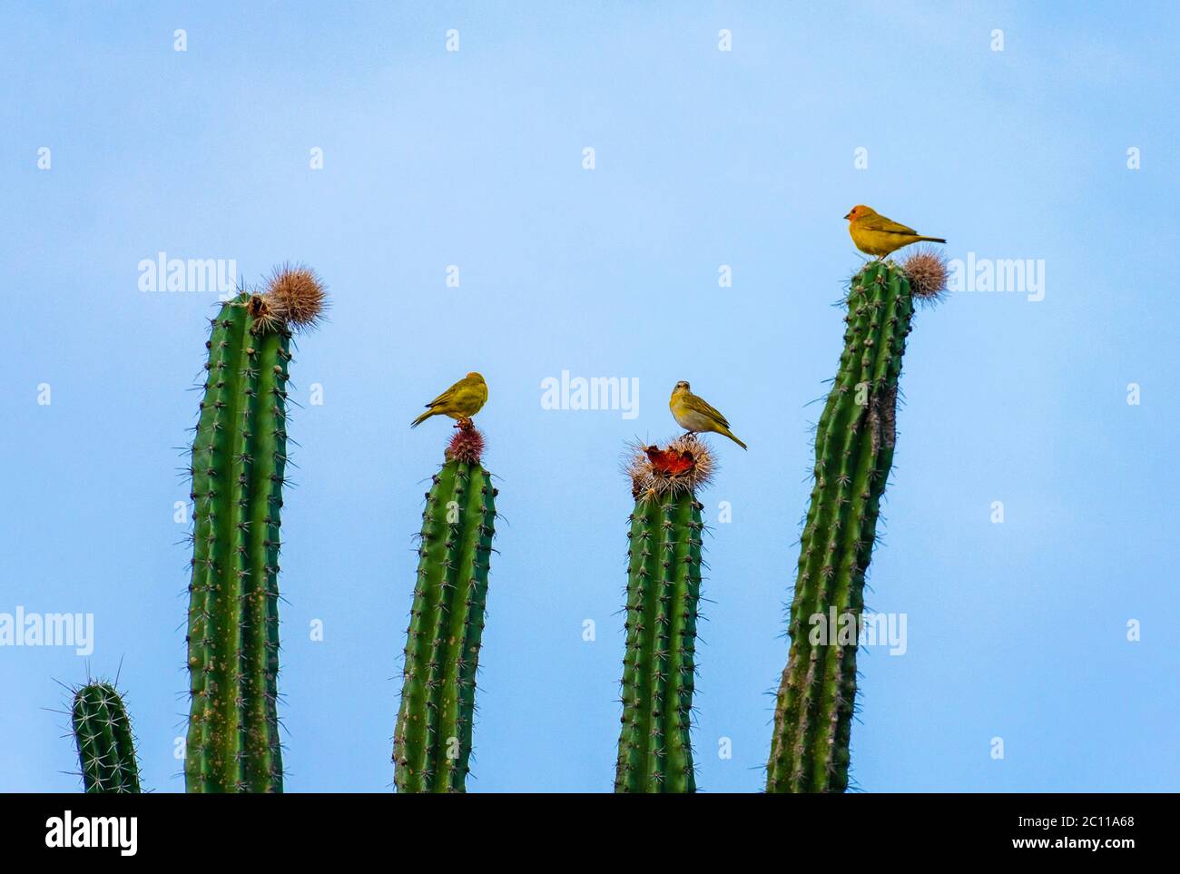 Tatacoa desert view into the vast plains Colombia Stock Photo - Alamy