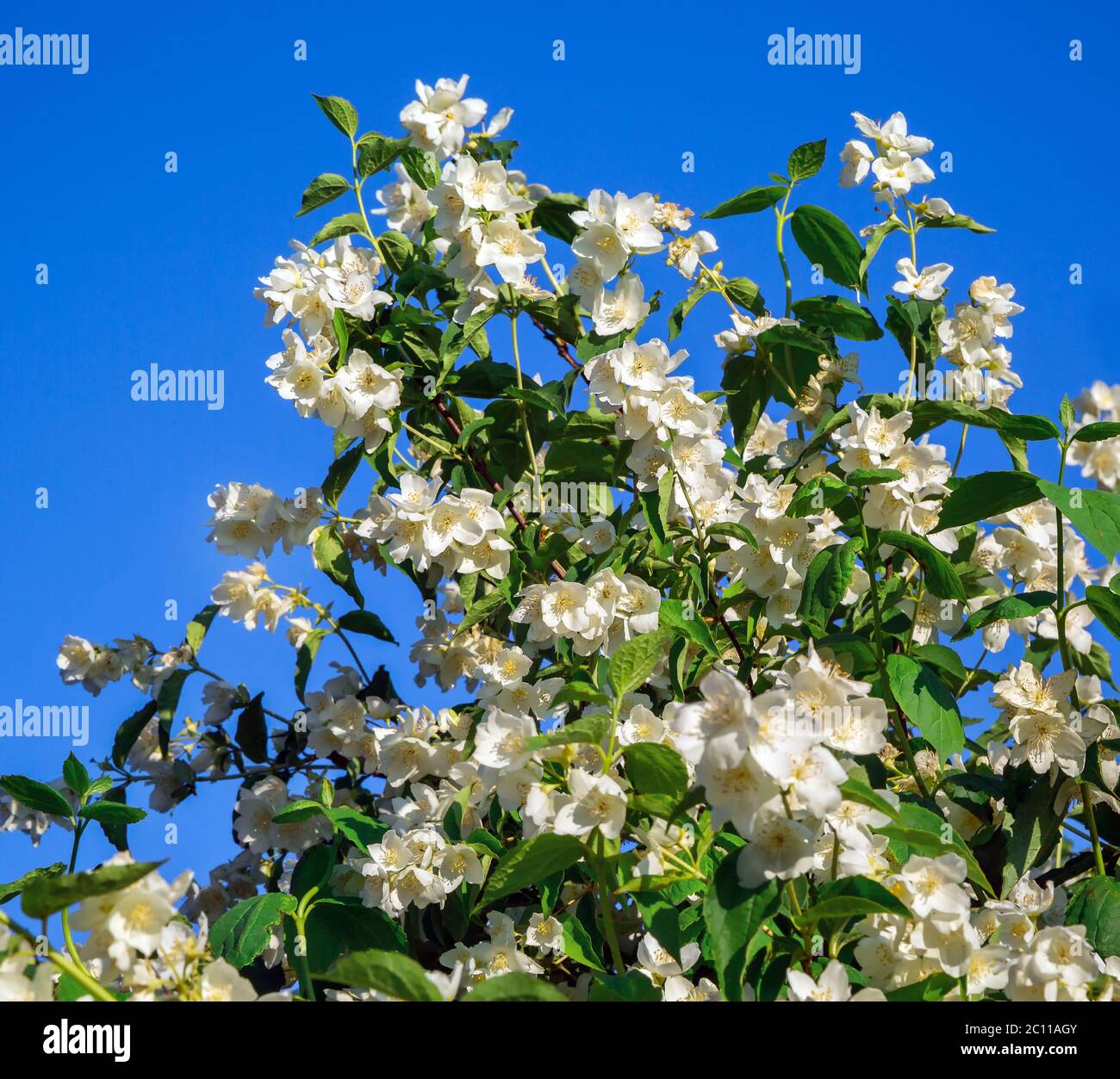 jasmine flowers, scoring sky Stock Photo - Alamy