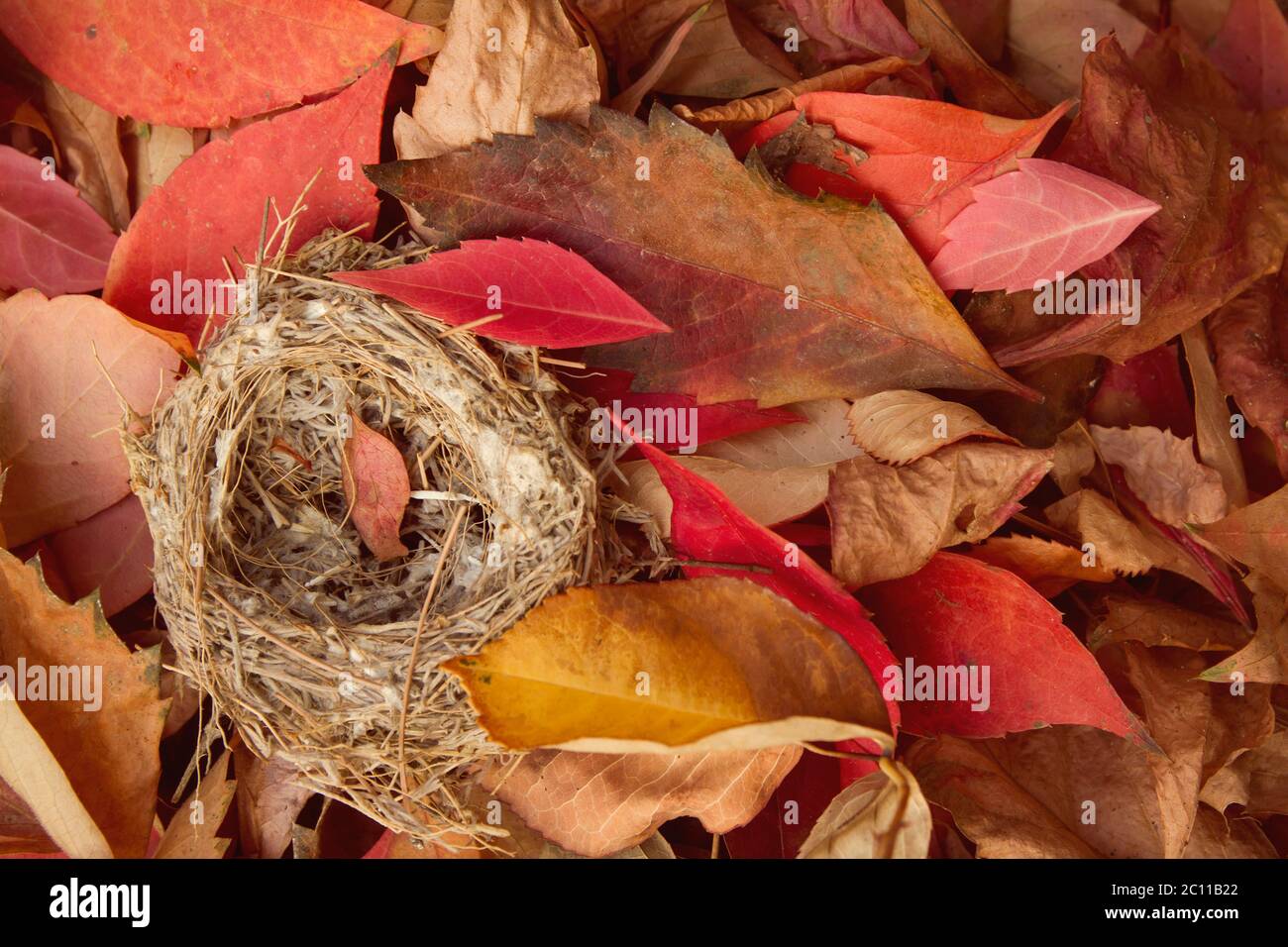 Bird Nest With Leaves High Resolution Stock Photography and Images - Alamy