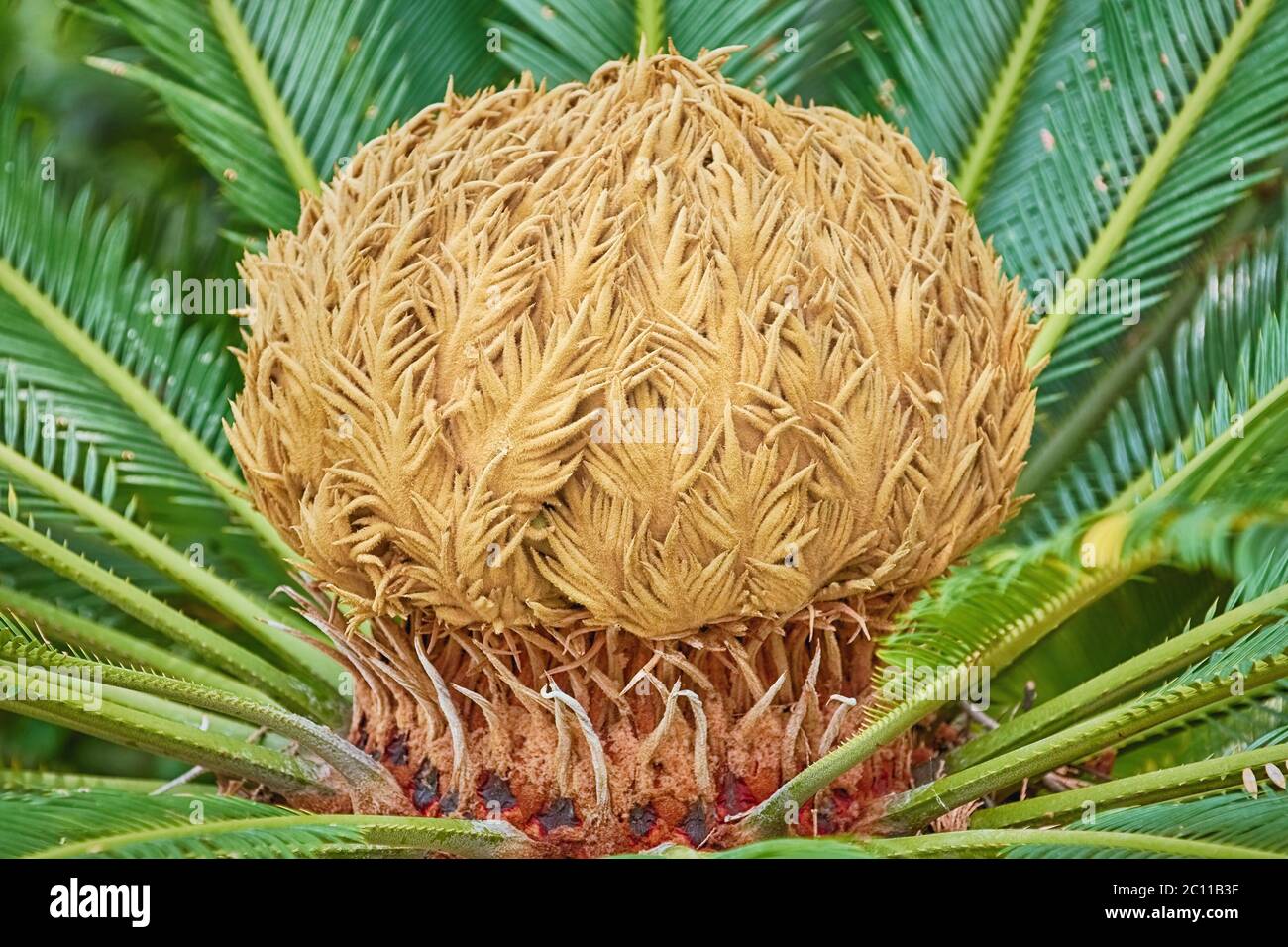 Sago palm cone hi-res stock photography and images - Alamy