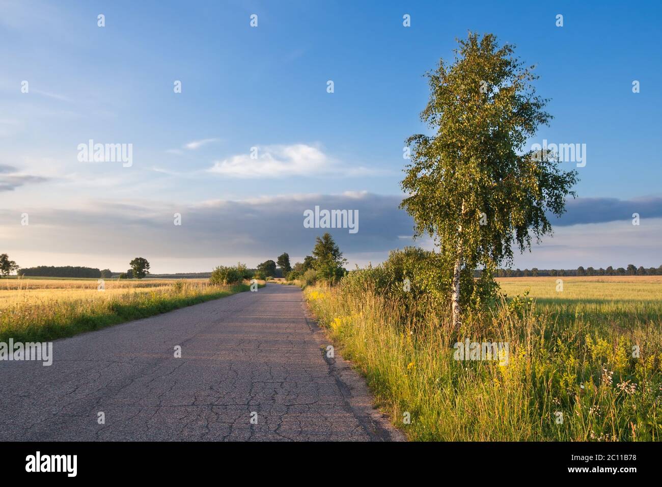 asphalt rural road near village photographed in good golden hour light ...