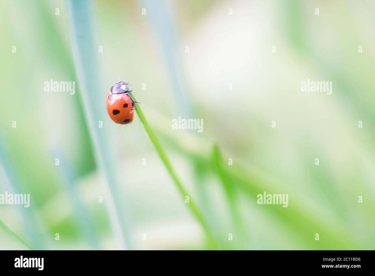 Beautiful ladybug sitting on springtime plant Stock Photo - Alamy