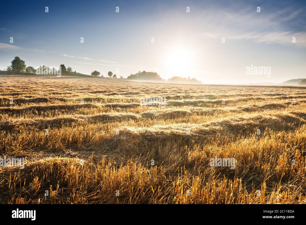 Beautiful late summer stubble field at sunrise. Morning landscape Stock ...