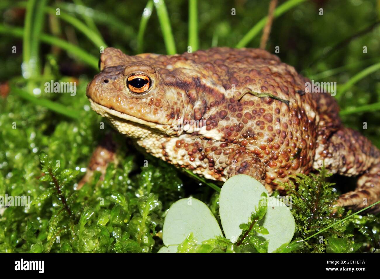 Common toad conservation hi-res stock photography and images - Alamy
