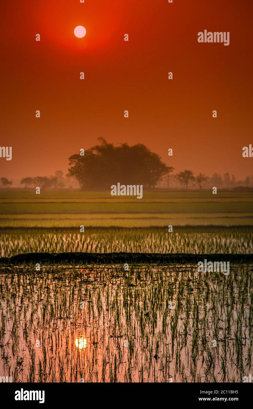 Terai hi-res stock photography and images - Alamy