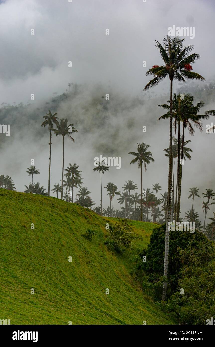 Wax palm tree colombia hi-res stock photography and images - Alamy