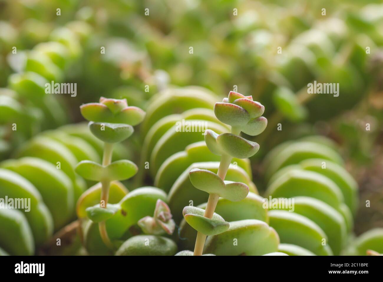 Crassula perforata or string of buttons succulent plant Stock Photo - Alamy
