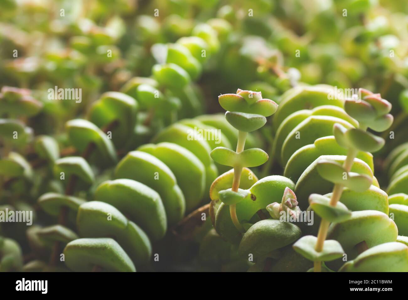 Crassula perforata or string of buttons succulent plant Stock Photo - Alamy