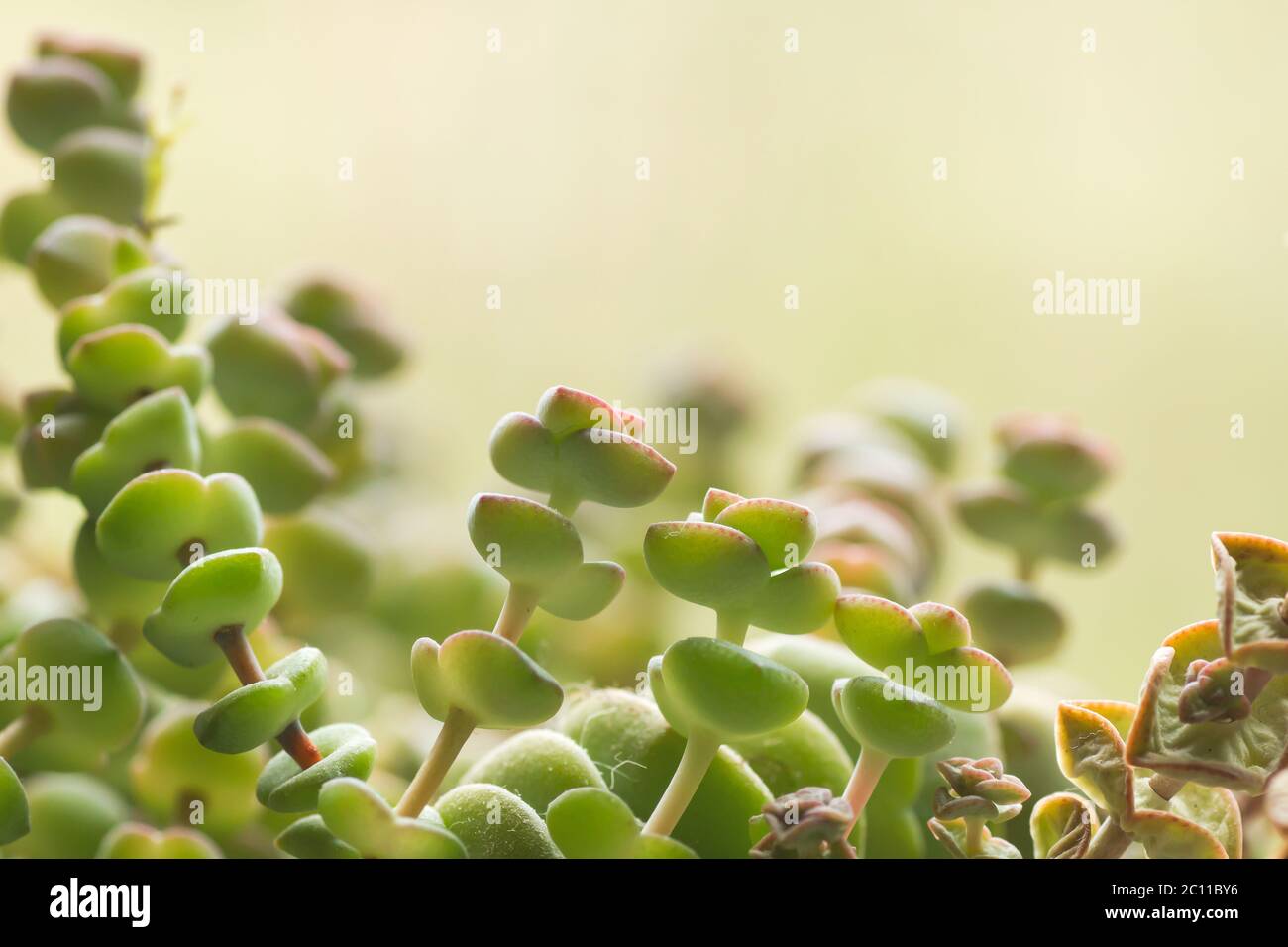 Crassula perforata or string of buttons succulent plant Stock Photo - Alamy