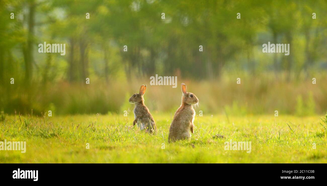 Two rabbits on the meadow in Seaton Wetlands Nature Reserve, Devon ...
