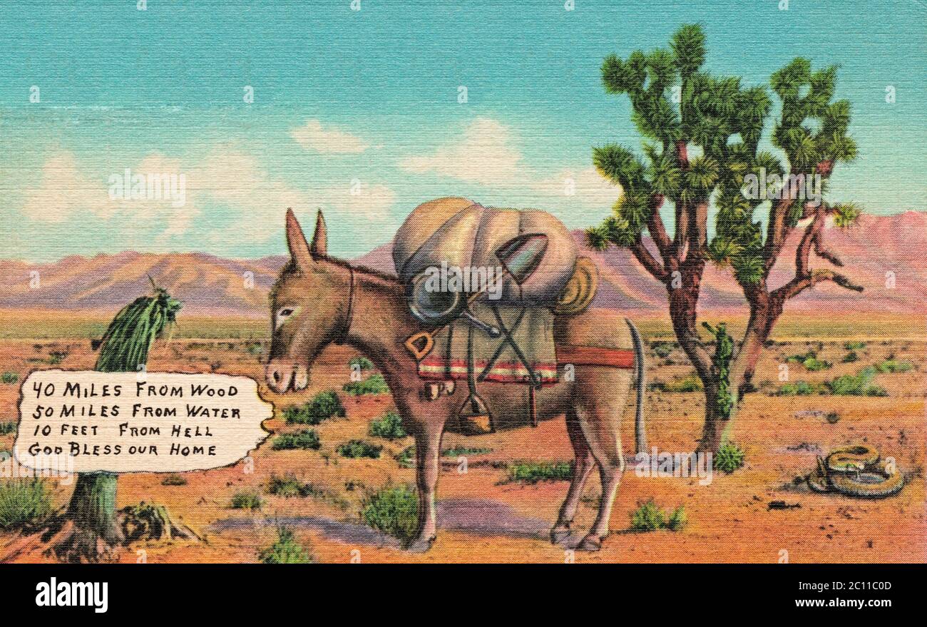 A post card from 1941, featuring a donkey, rattlesnake, and joshua tree ...