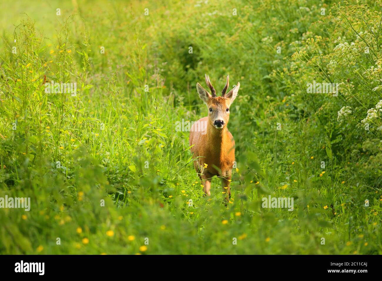 European roe deer (Capreolus capreolus), also known as the western roe ...