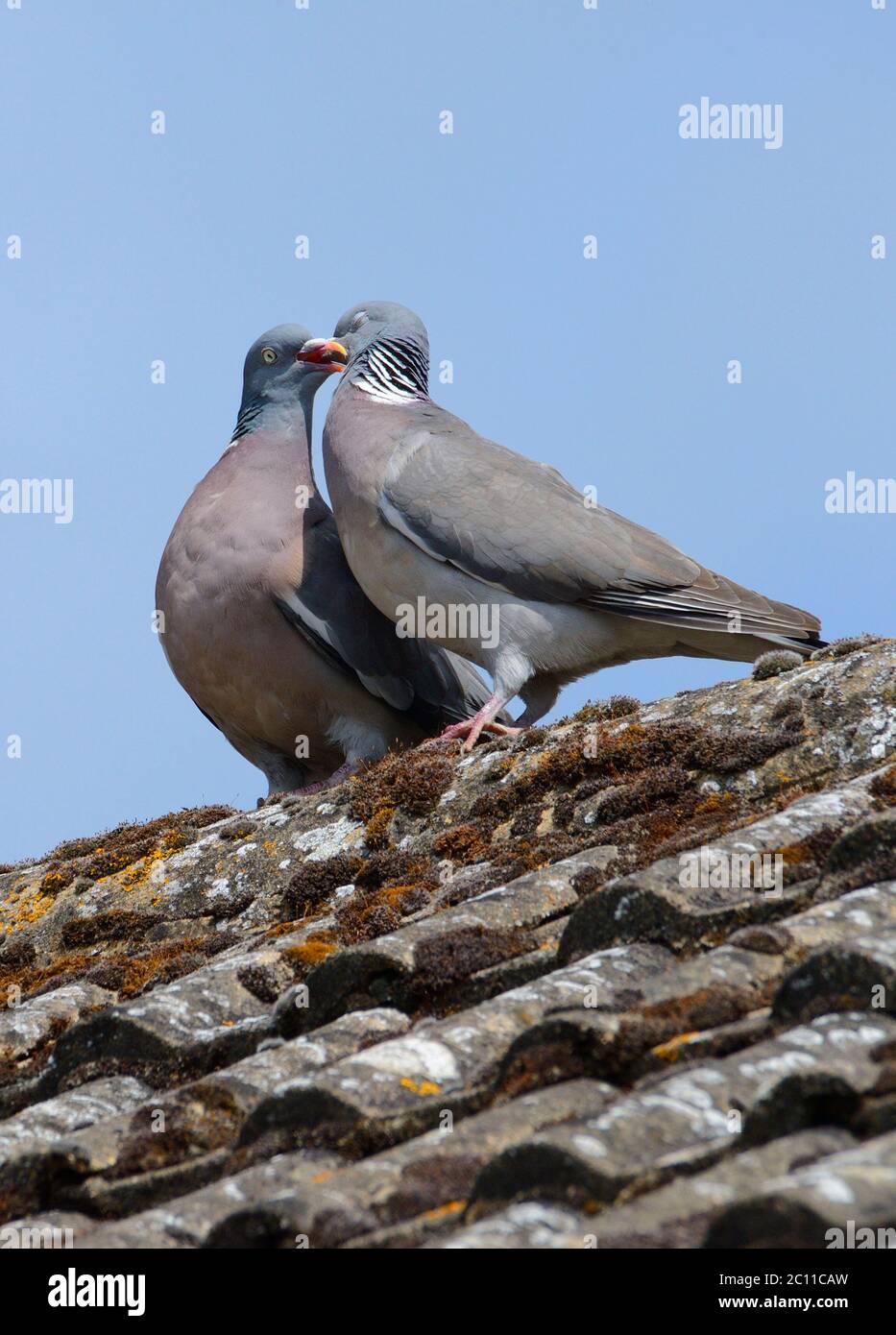 Wood pigeon (Columba palumbus) pair showing courtship behaviour on a ...