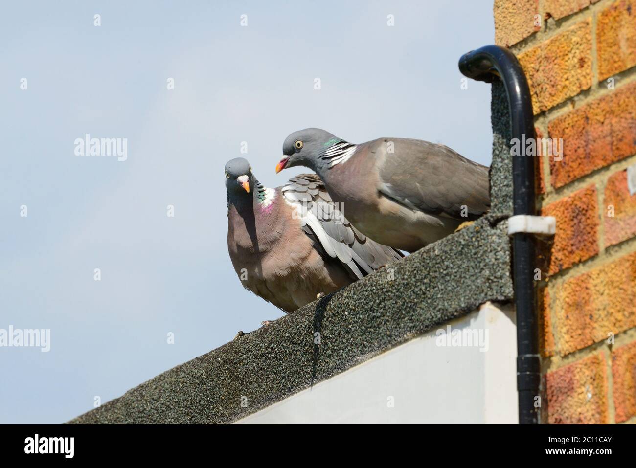 Wood pigeon (Columba palumbus) pair showing courtship behaviour on a ...