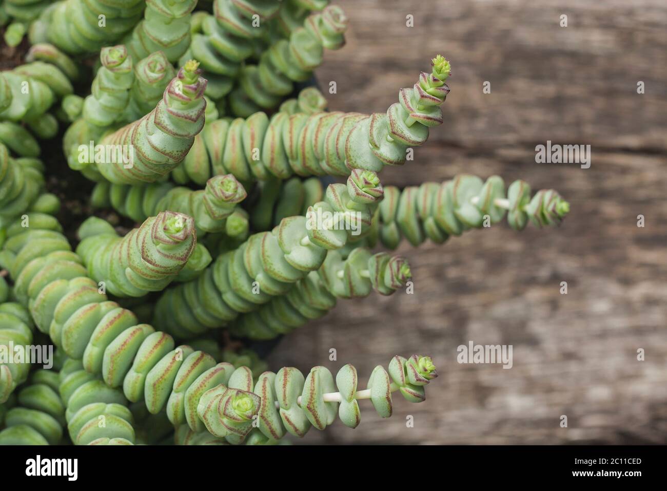 Crassula perforata or string of buttons succulent plant Stock Photo - Alamy