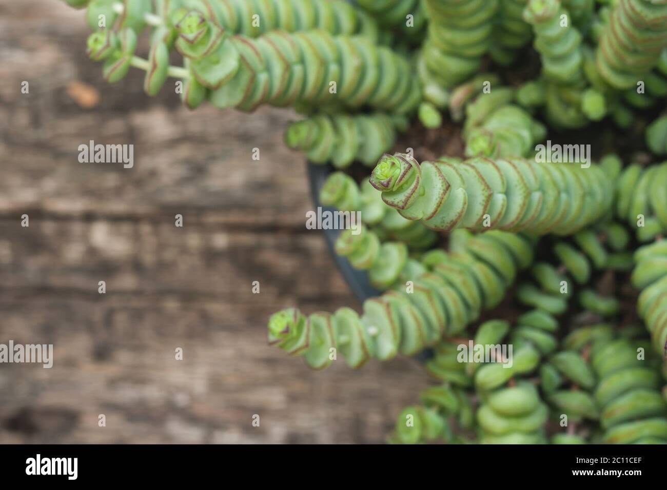 Crassula perforata or string of buttons succulent plant Stock Photo - Alamy