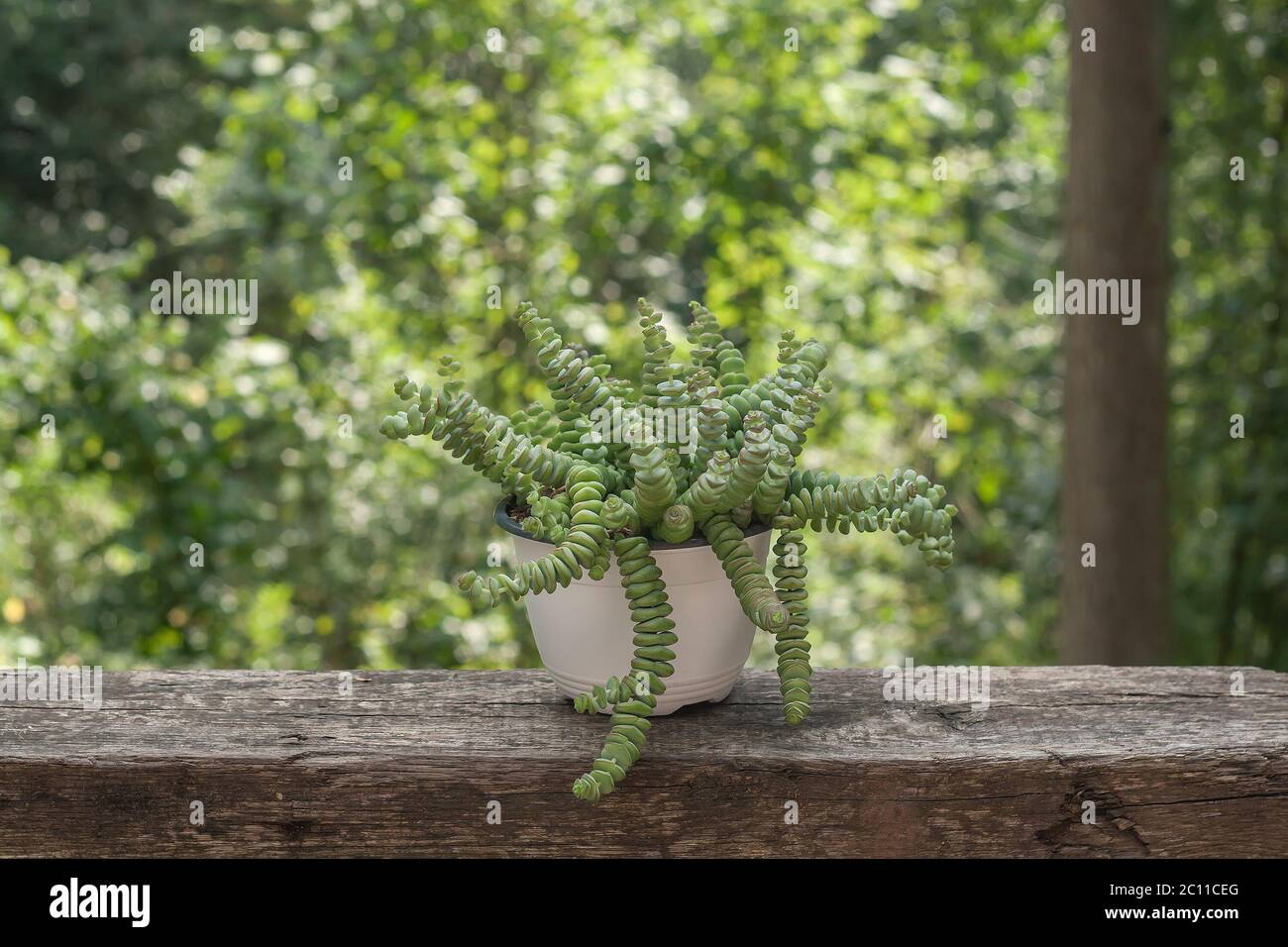 Crassula perforata or string of buttons succulent plant Stock Photo - Alamy