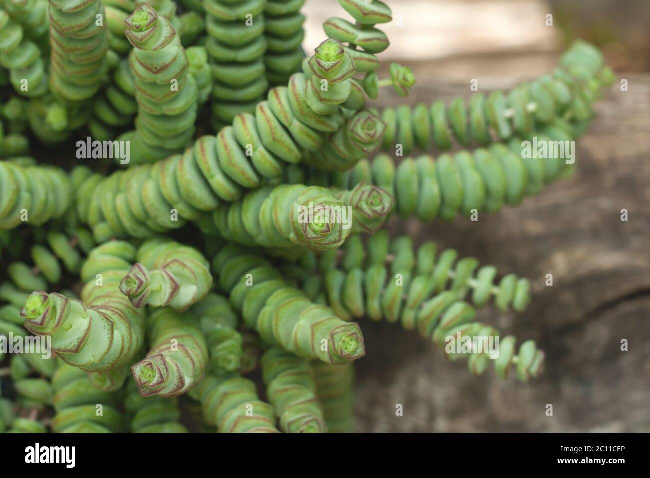 Crassula perforata or string of buttons succulent plant Stock Photo - Alamy