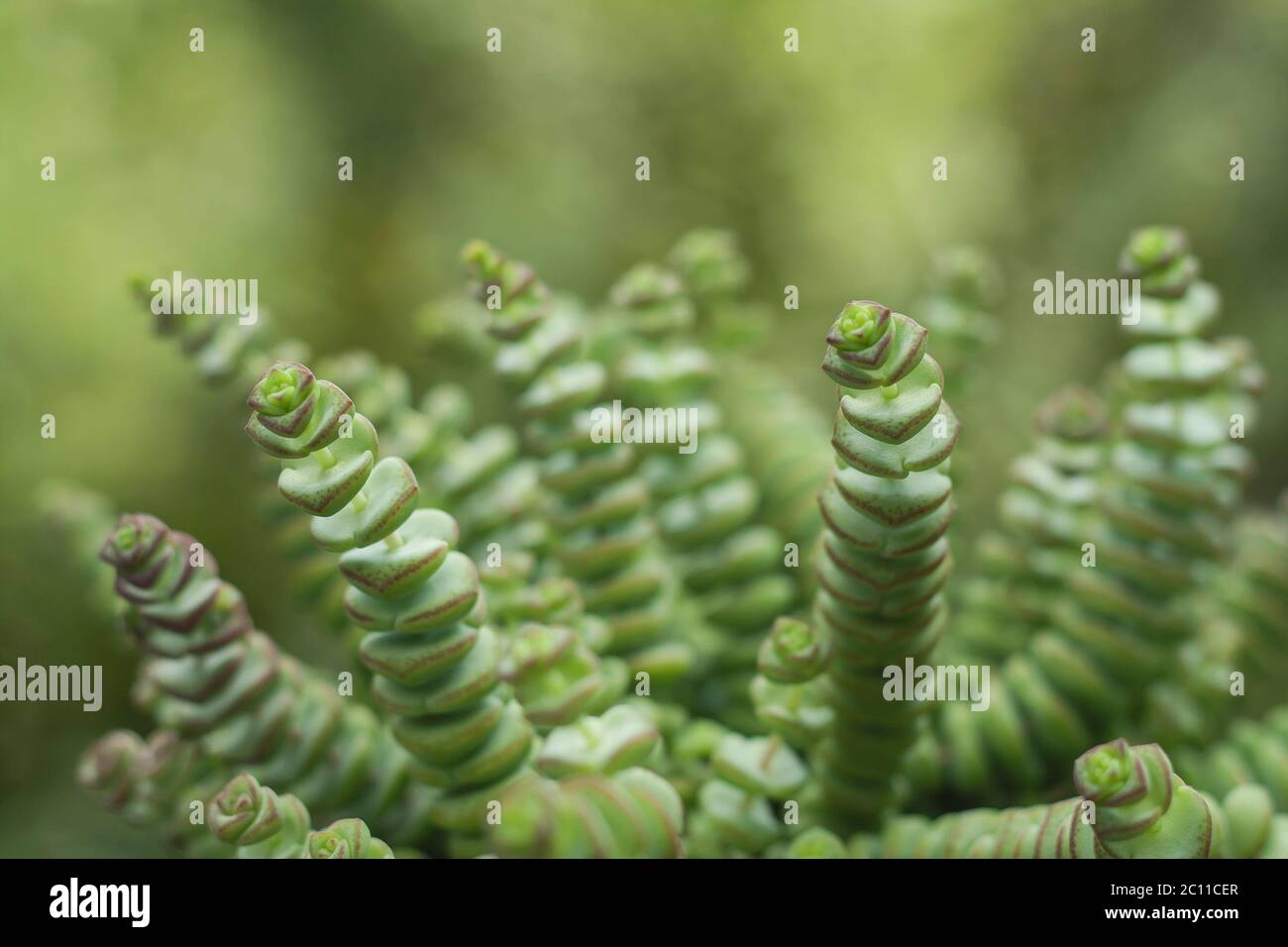 Crassula perforata or string of buttons succulent plant Stock Photo - Alamy