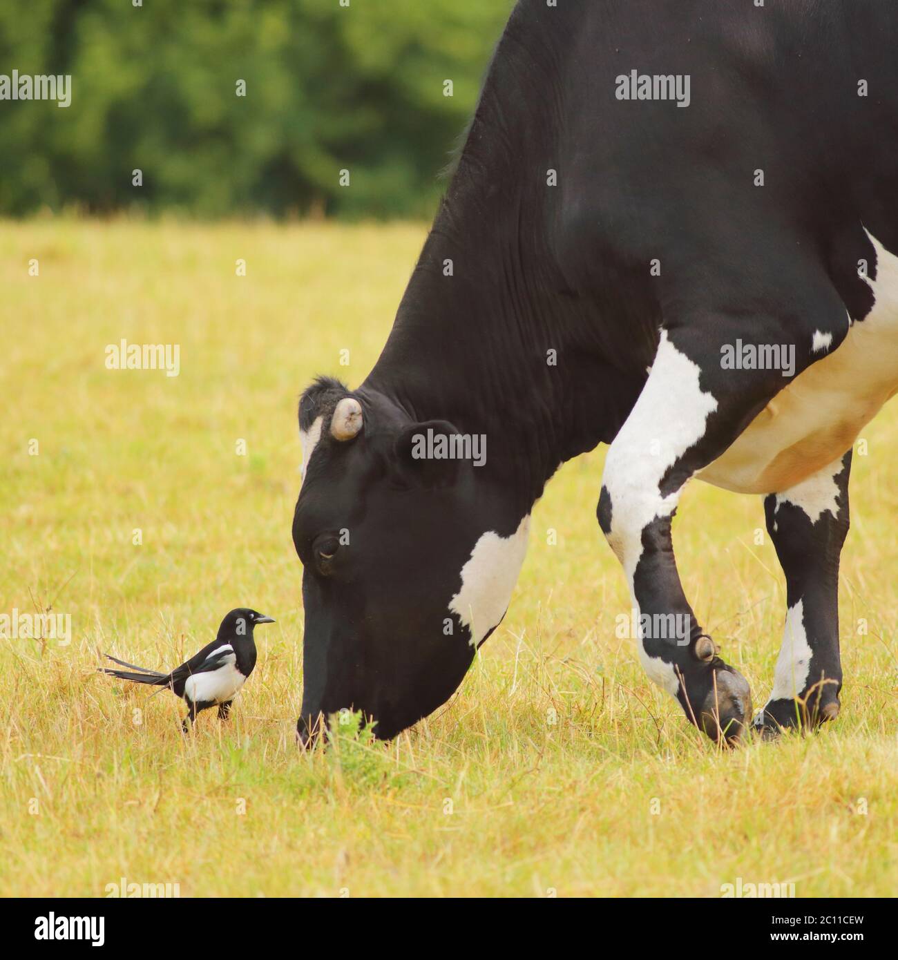 Magpie grass hi-res stock photography and images - Alamy
