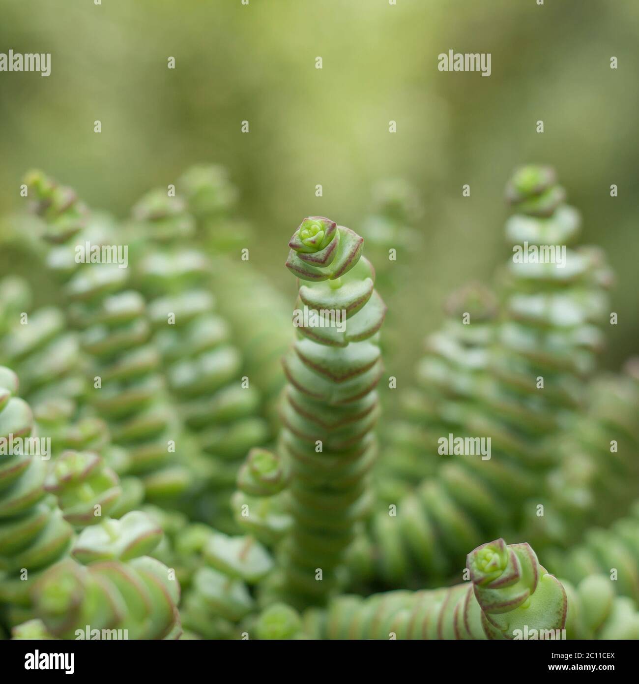 Crassula perforata or string of buttons succulent plant Stock Photo - Alamy