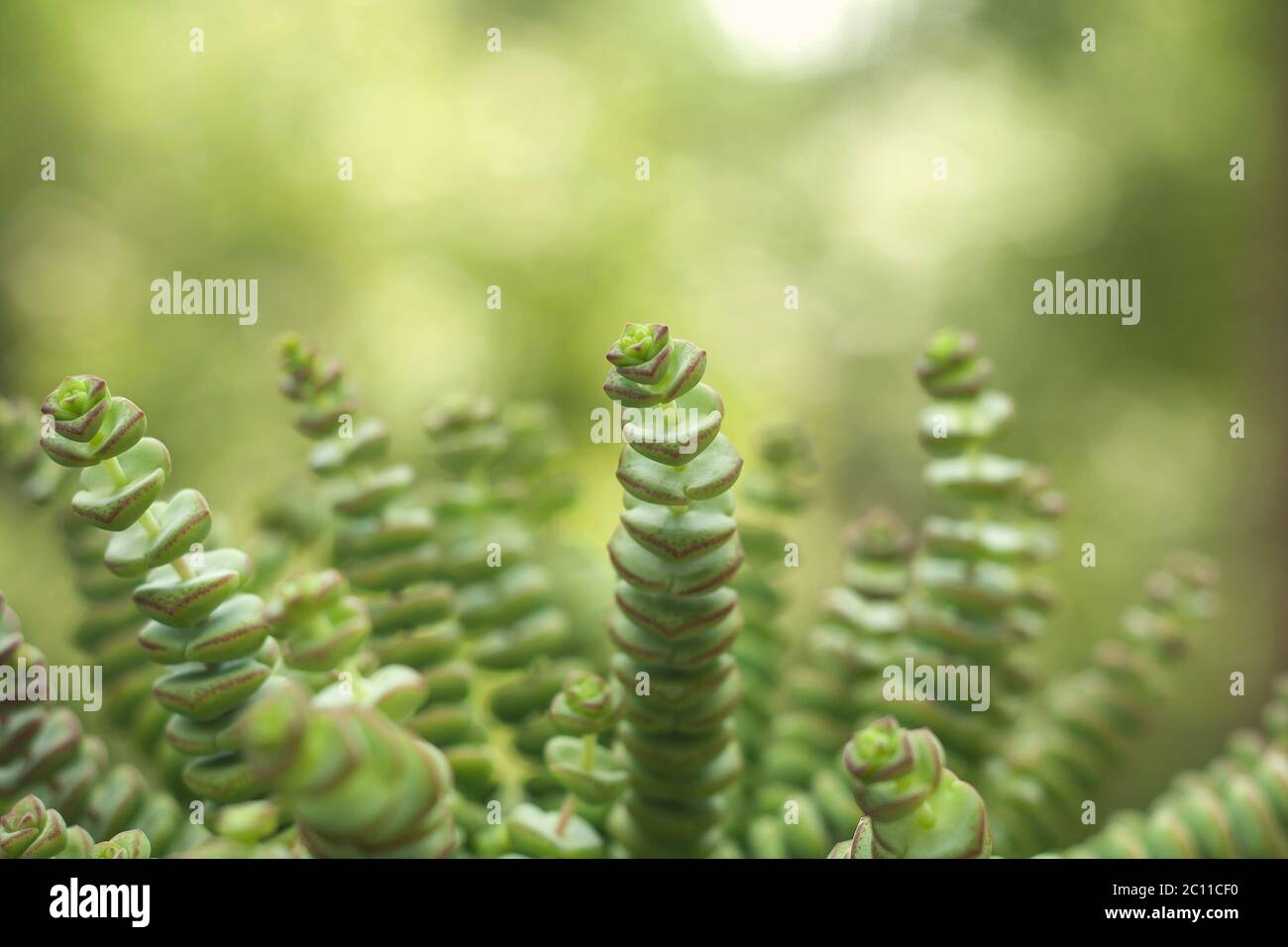 Crassula perforata or string of buttons succulent plant Stock Photo - Alamy
