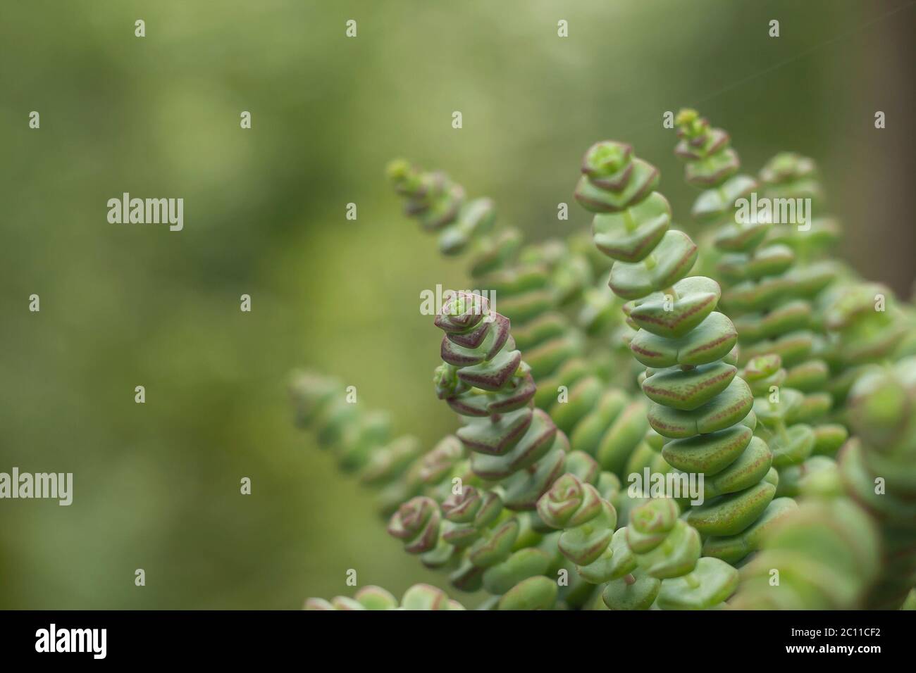 Crassula perforata or string of buttons succulent plant Stock Photo - Alamy