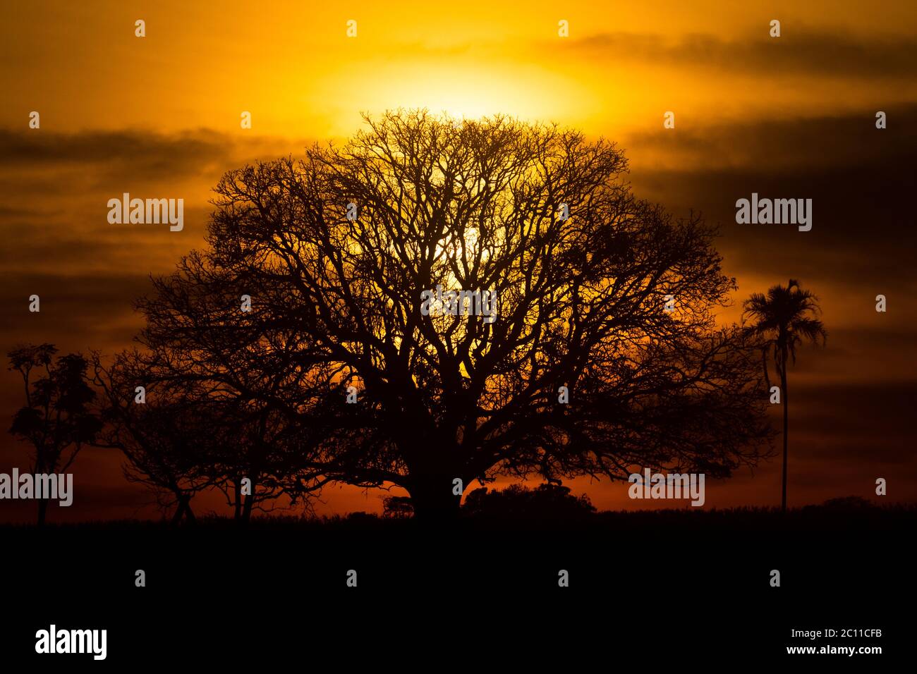 Tree against the rising sun Stock Photo - Alamy