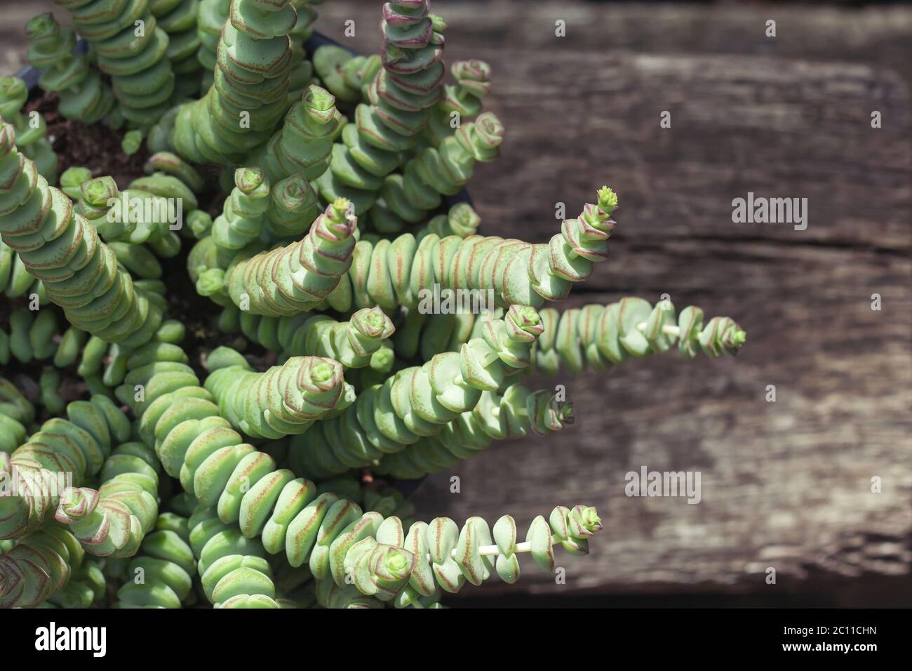 Crassula perforata or string of buttons succulent plant Stock Photo - Alamy