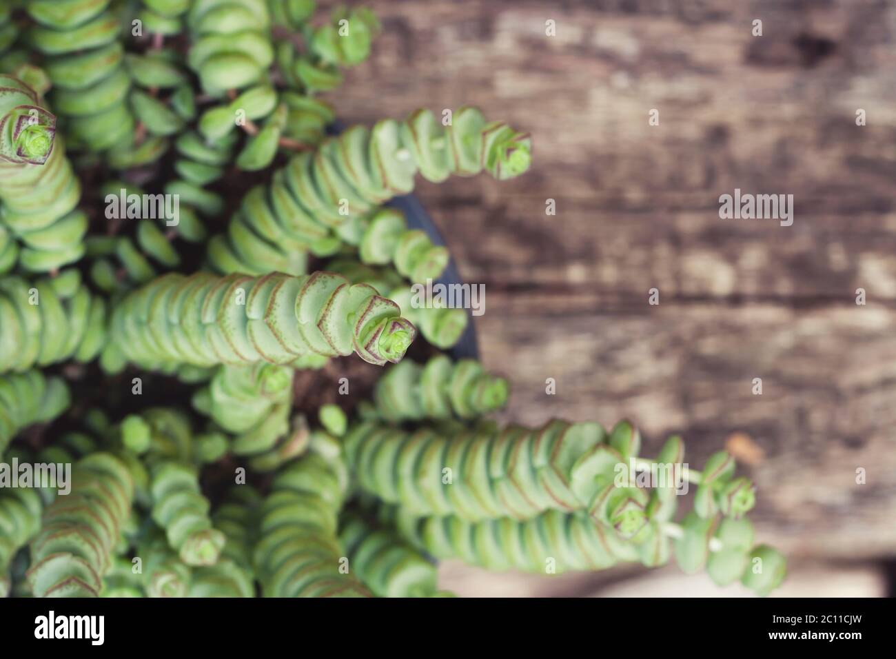 Crassula perforata or string of buttons succulent plant Stock Photo - Alamy