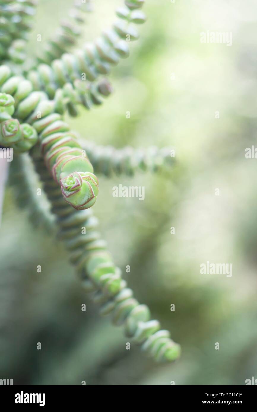 Crassula perforata or string of buttons succulent plant Stock Photo - Alamy
