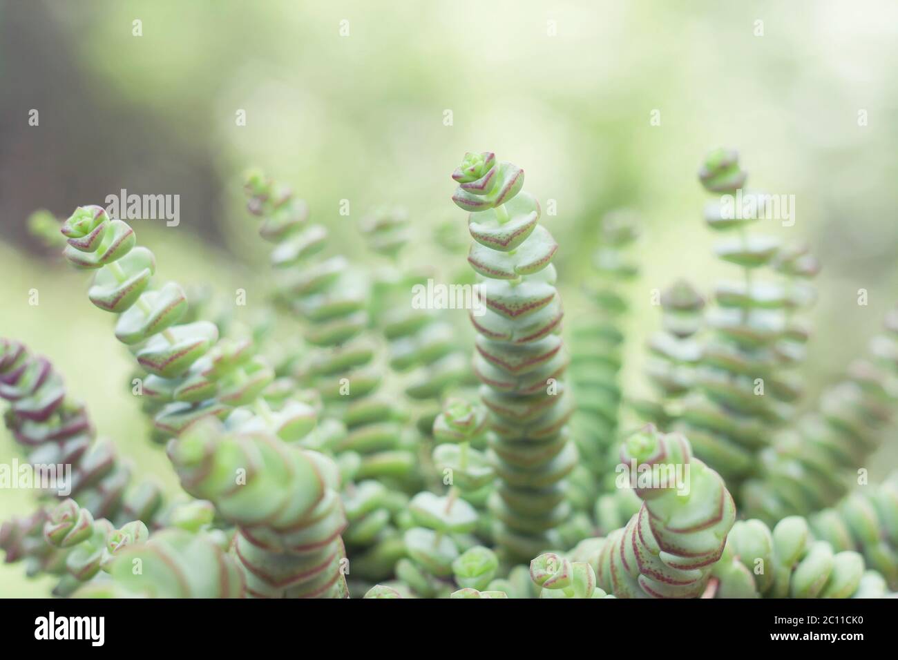 Crassula perforata or string of buttons succulent plant Stock Photo - Alamy